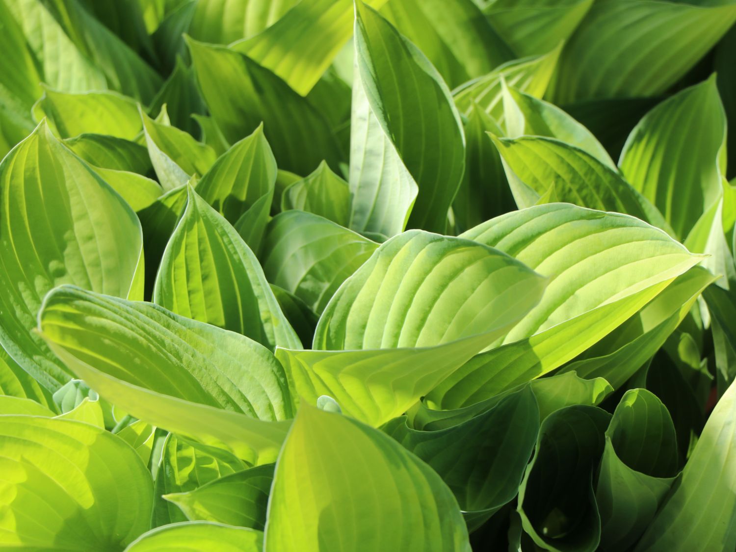 Funkie 'June Fever' ® - Alles erfahren über Blüte, Wuchs & Co.