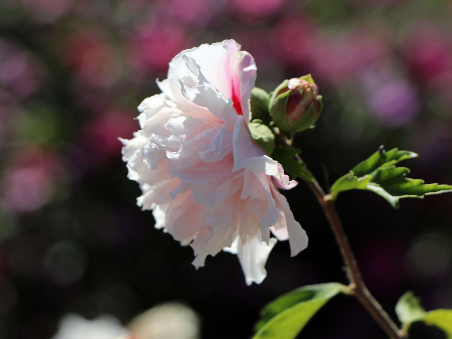 Garteneibisch 'French Cabaret® Pastel' - Hibiscus syriacus 'French ...