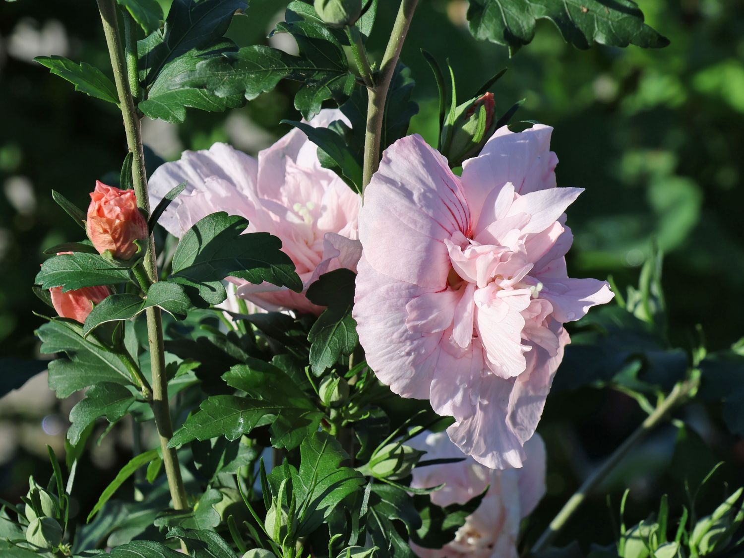 Garteneibisch 'Pink Chiffon' ® - Hibiscus syriacus 'Pink Chiffon ...