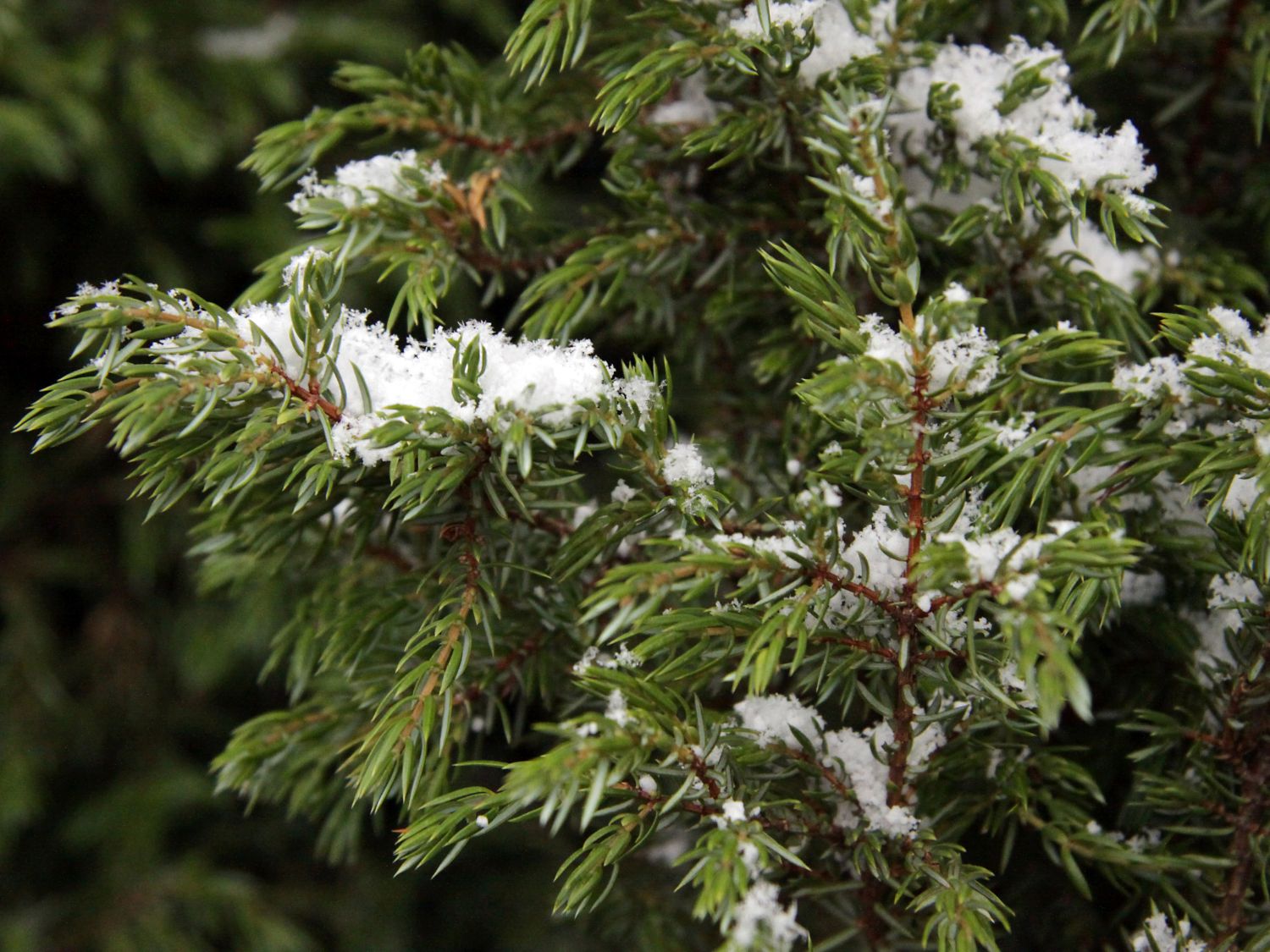 Gemeiner Wacholder - Juniperus communis - Baumschule Horstmann