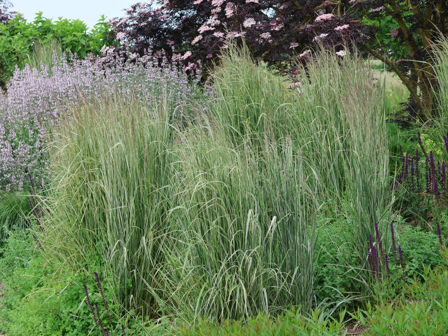 Gestreiftblättriges Reitgras 'Overdam' für Deinen Garten!