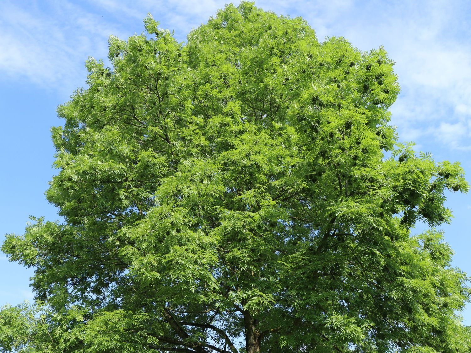 Gewöhnliche Esche / Gemeine Esche / Hohe Esche - Fraxinus excelsior ...