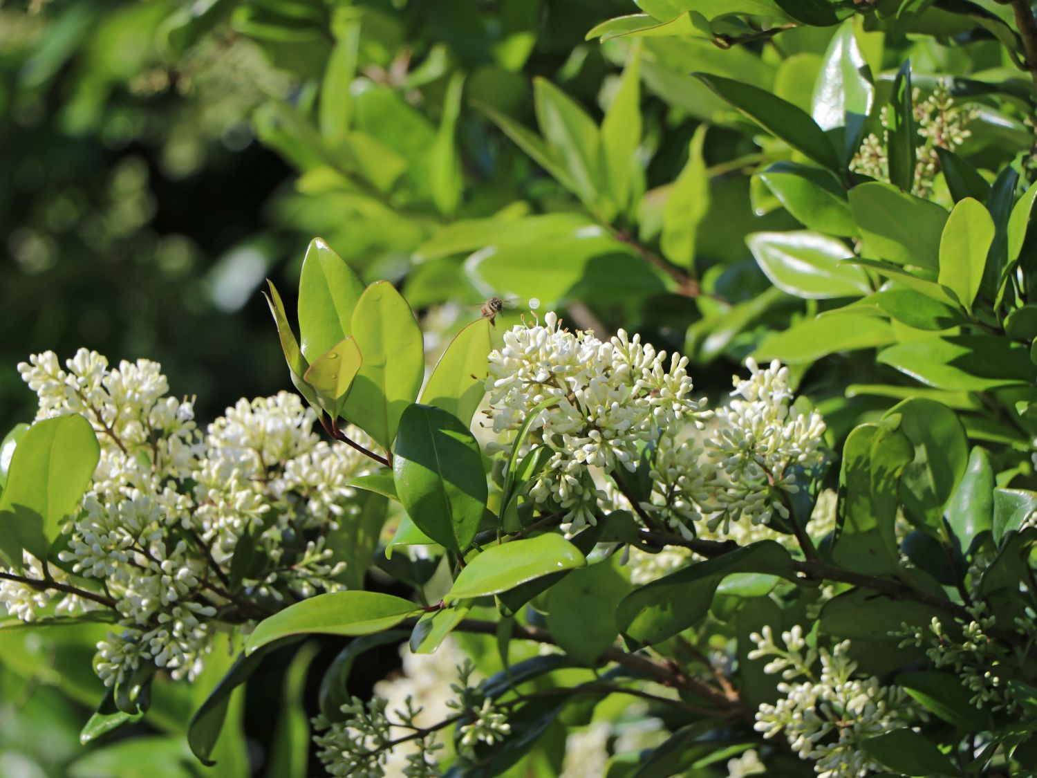 Glänzender Liguster - Ligustrum lucidum - Baumschule Horstmann