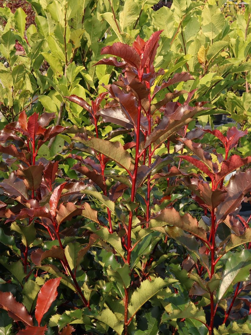 Glanzmispel 'Magical Volcano' - Photinia x fraseri 'Magical Volcano ...