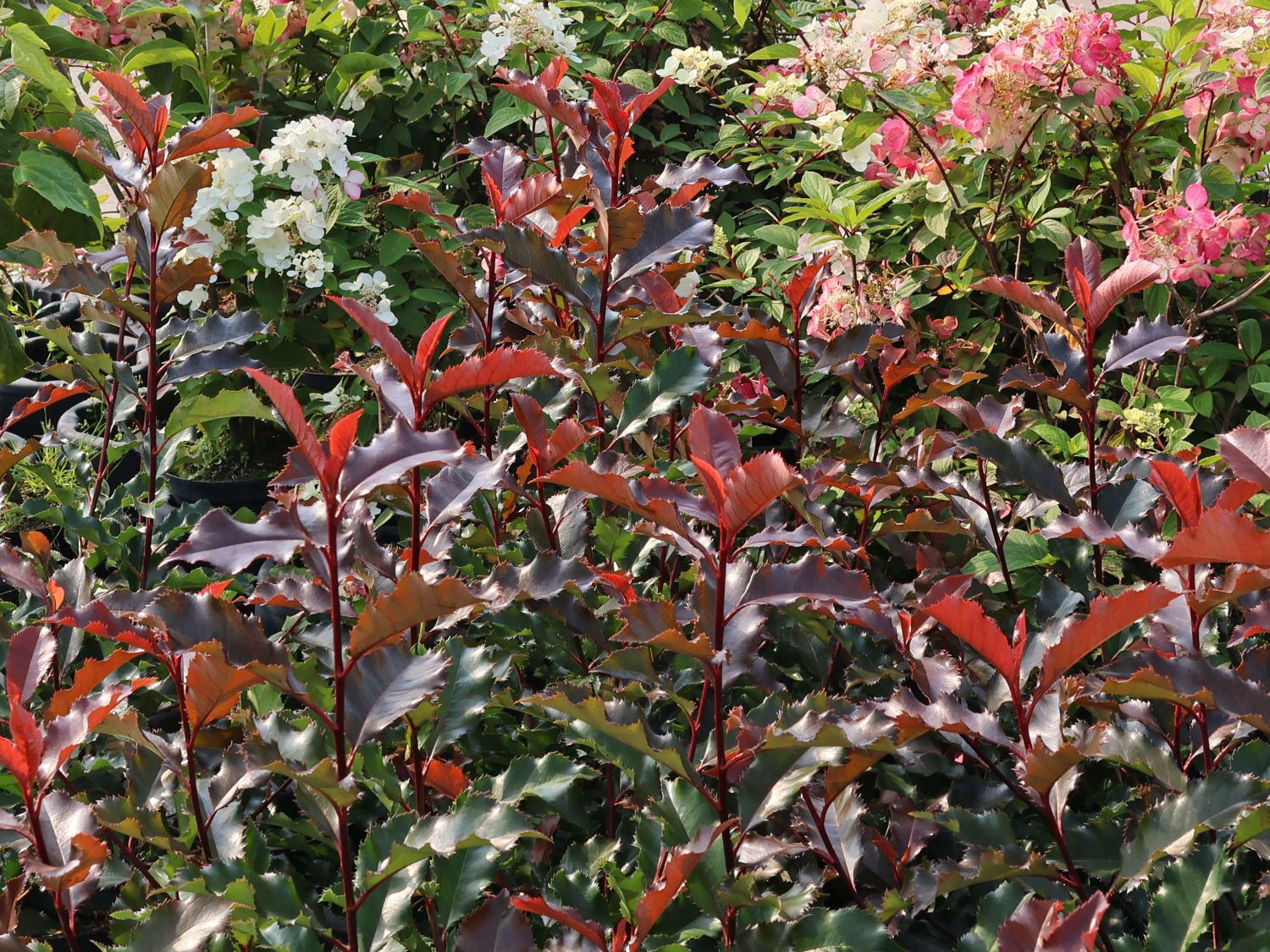Glanzmispel 'Magical Volcano' - Photinia x fraseri 'Magical Volcano ...