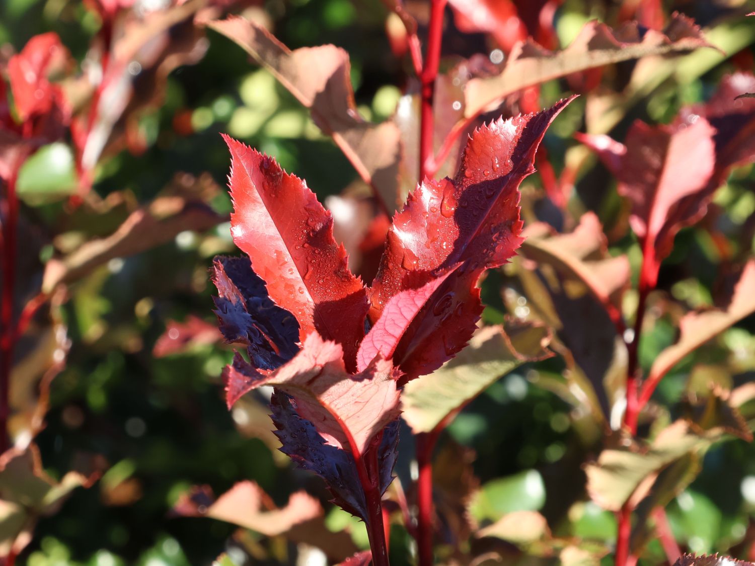 Glanzmispel 'Magical Volcano' - Photinia x fraseri 'Magical Volcano ...