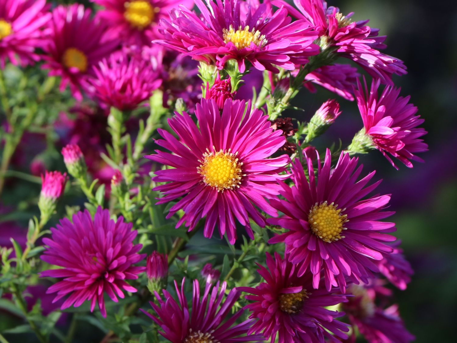 Glattblatt-Aster 'Crimson Brocade' - Beste Sorten & Stauden-Wissen