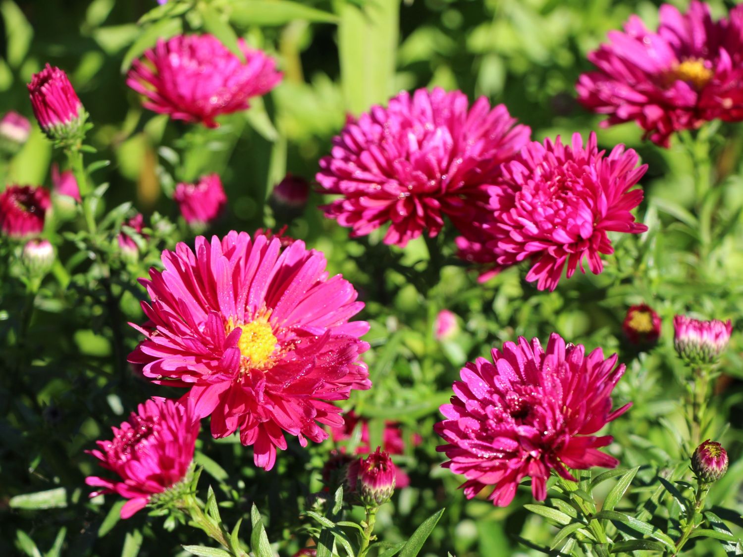 Glattblatt-Aster 'Royal Ruby' - Schönste Stauden & Expertenwissen