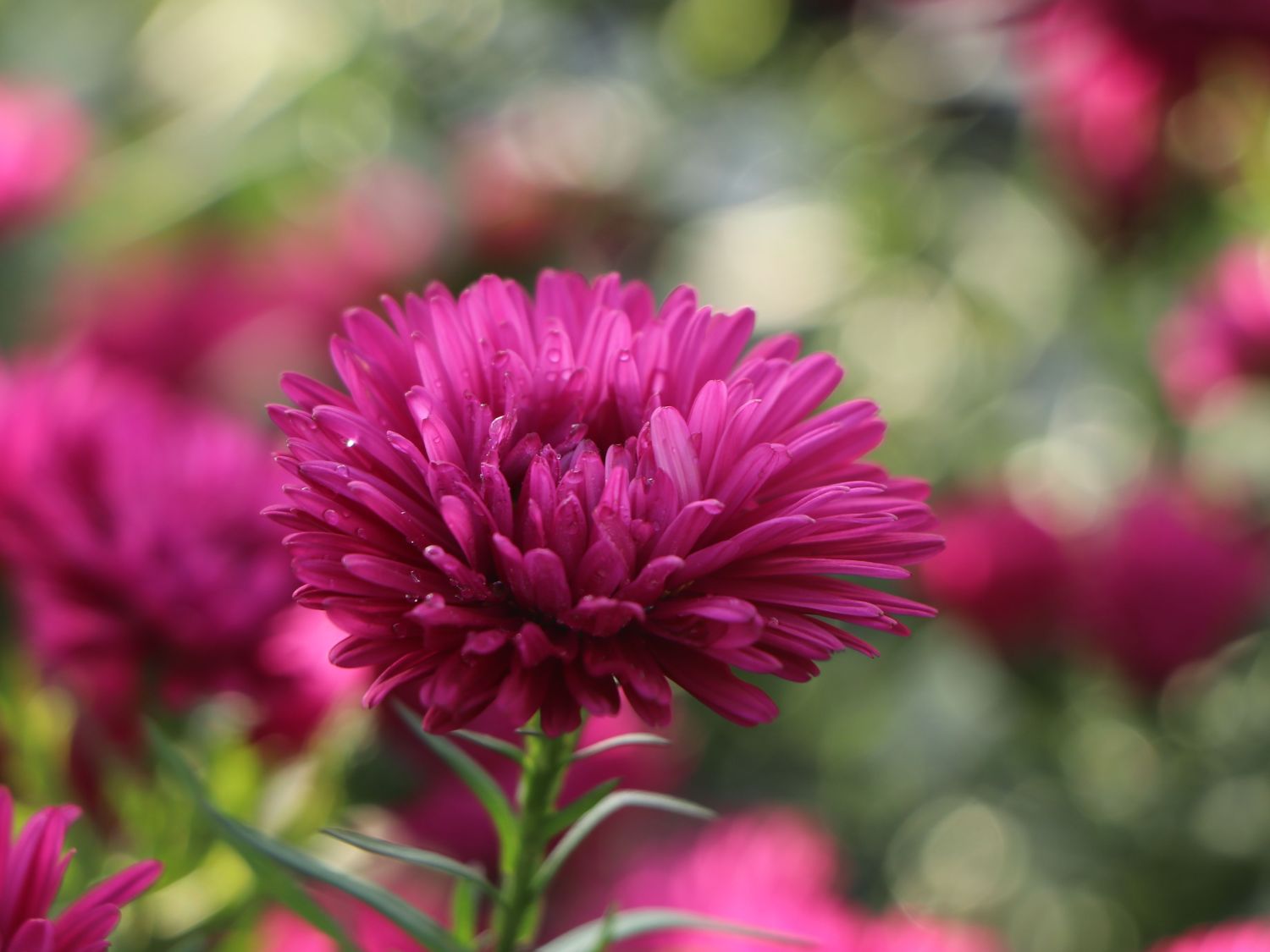 Glattblatt-Aster 'Royal Ruby' - Schönste Stauden & Expertenwissen