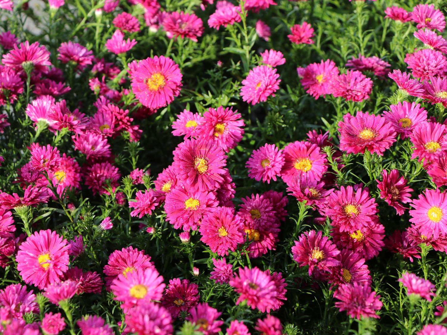 Glattblatt-Aster 'Royal Ruby' - Schönste Stauden & Expertenwissen