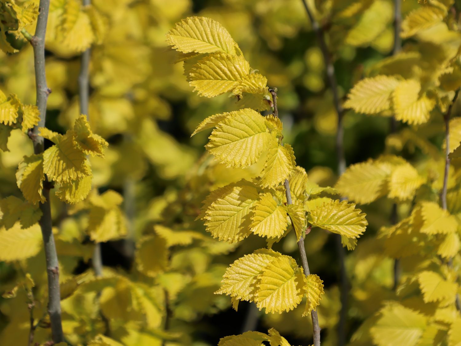 Goldulme 'Wredei' - Ulmus x hollandica 'Wredei' - Baumschule Horstmann