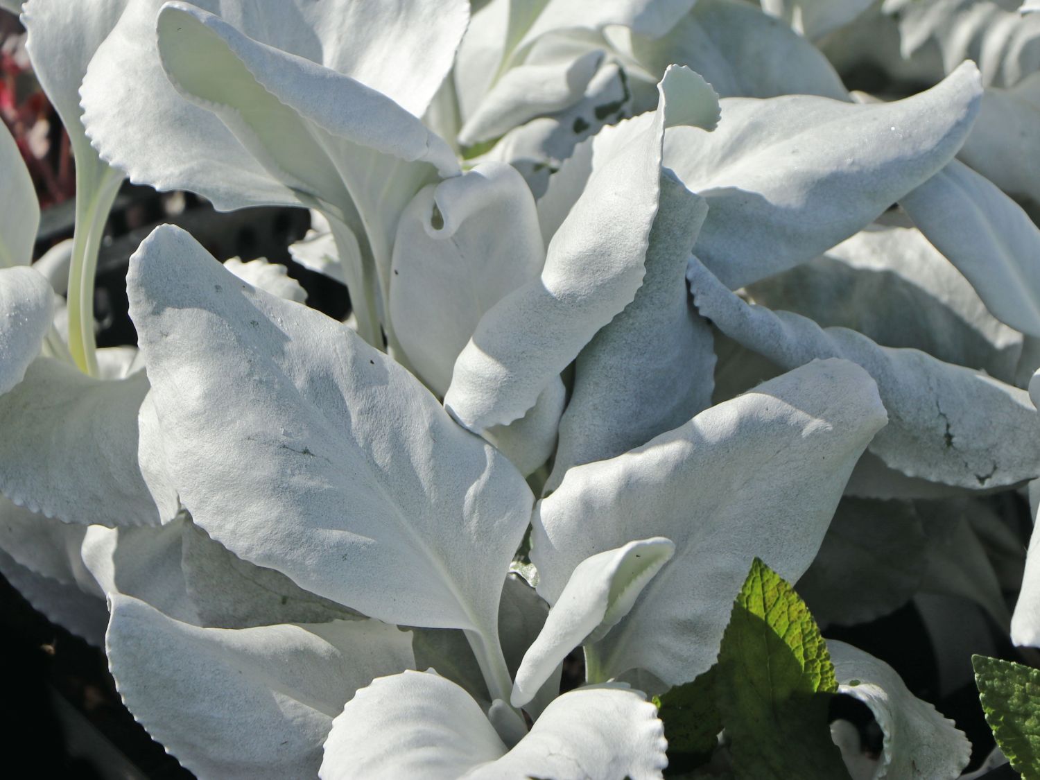 Angel Wings Pflanze 1
