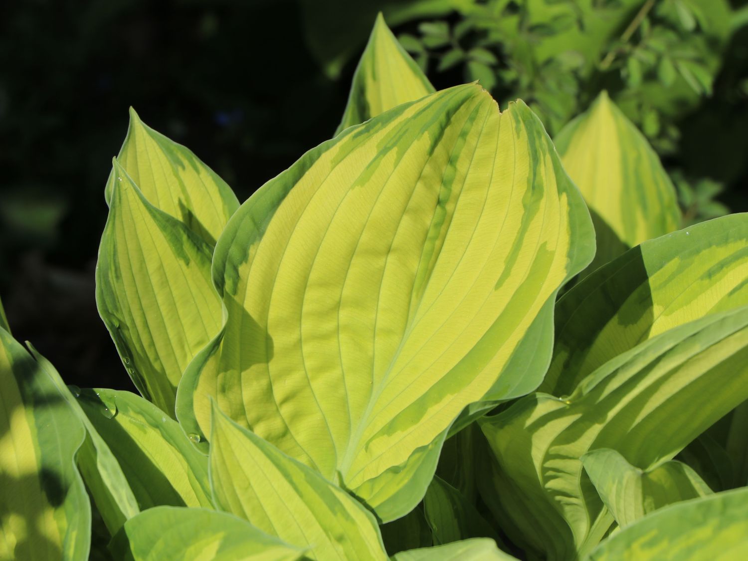 Großblättrige Funkie 'Color Glory' - Beste Sorten & Stauden-Wissen