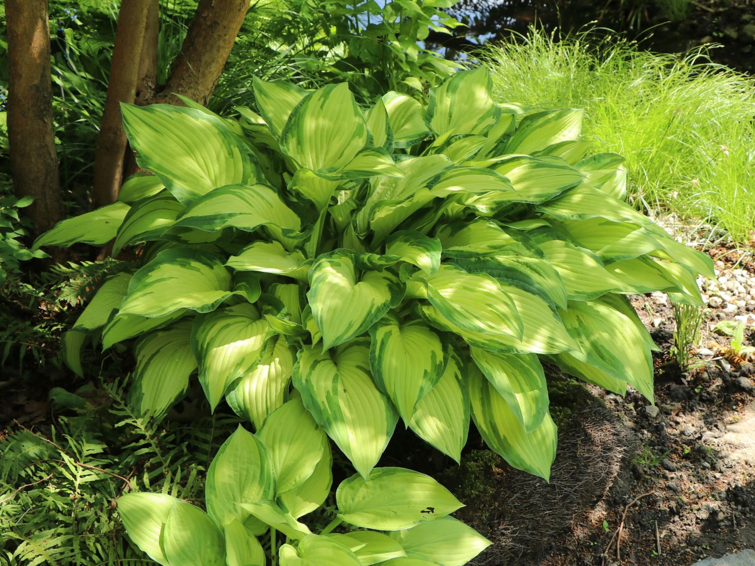 Großblättrige Funkie 'Color Glory' - Beste Sorten & Stauden-Wissen