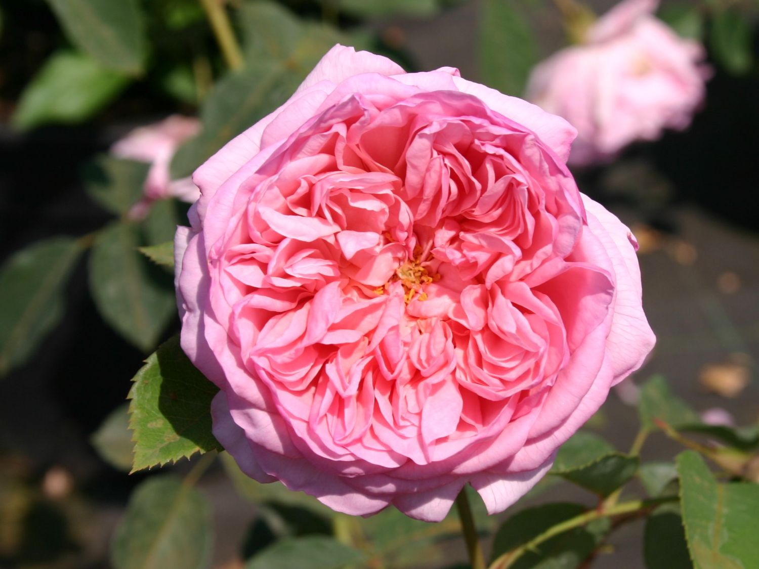 Guillot Rose 'Sonia Rykiel' ® - Expertenwissen zu dieser Rose