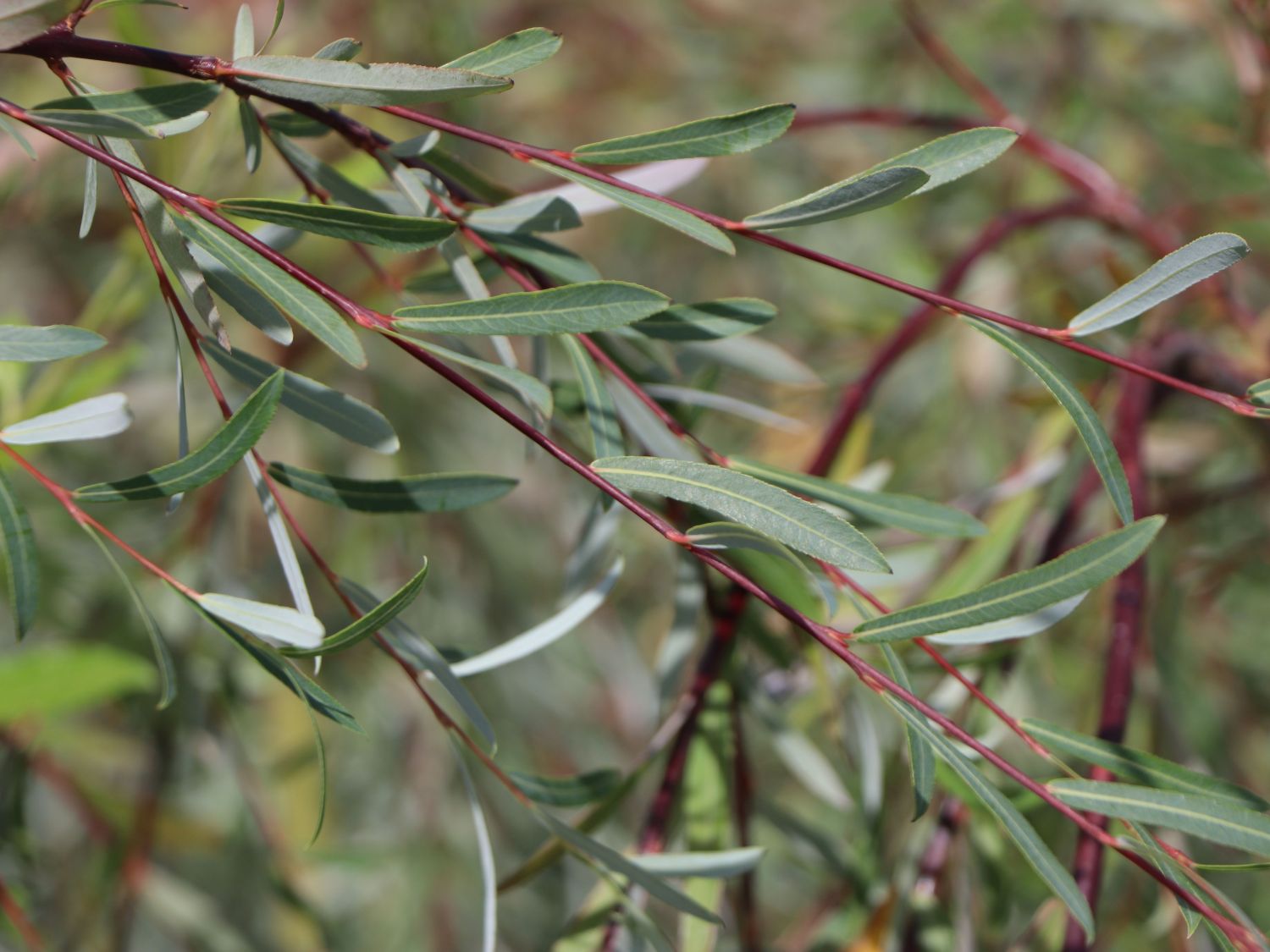 Hänge-Purpurweide 'Pendula' - Salix purpurea 'Pendula' - Baumschule ...
