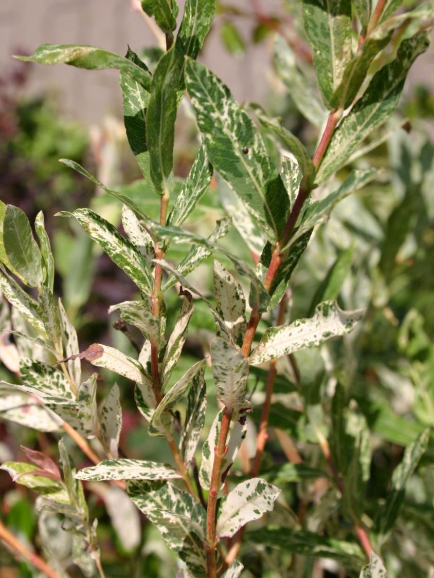 Harlekinweide / Zierweide 'Hakuro Nishiki' - Salix integra 'Hakuro ...