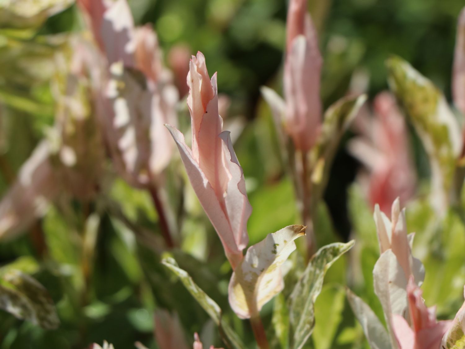 Harlekinweide / Zierweide 'Hakuro Nishiki' - Salix integra 'Hakuro ...