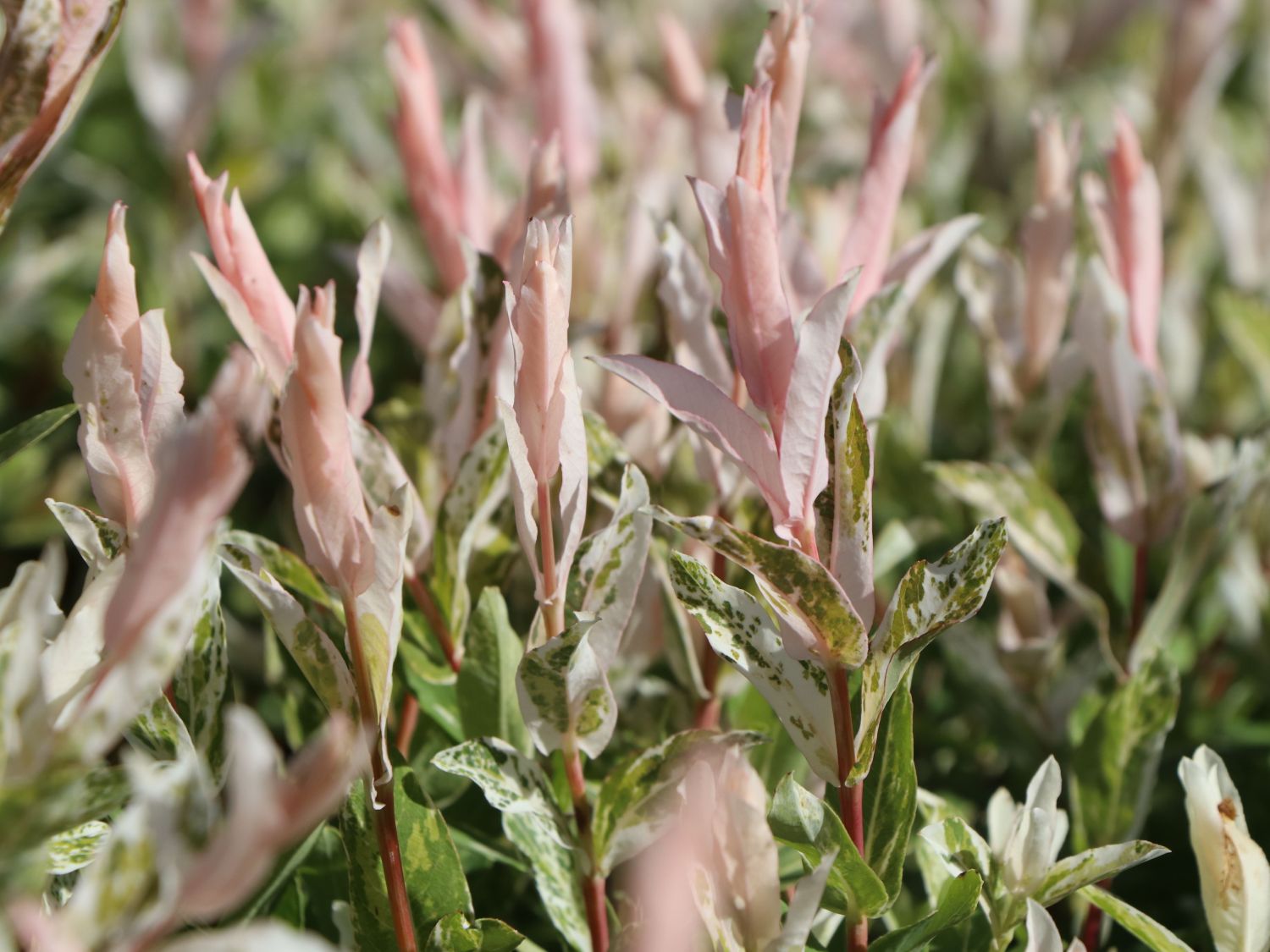 Harlekinweide / Zierweide 'Hakuro Nishiki' - Salix integra 'Hakuro ...