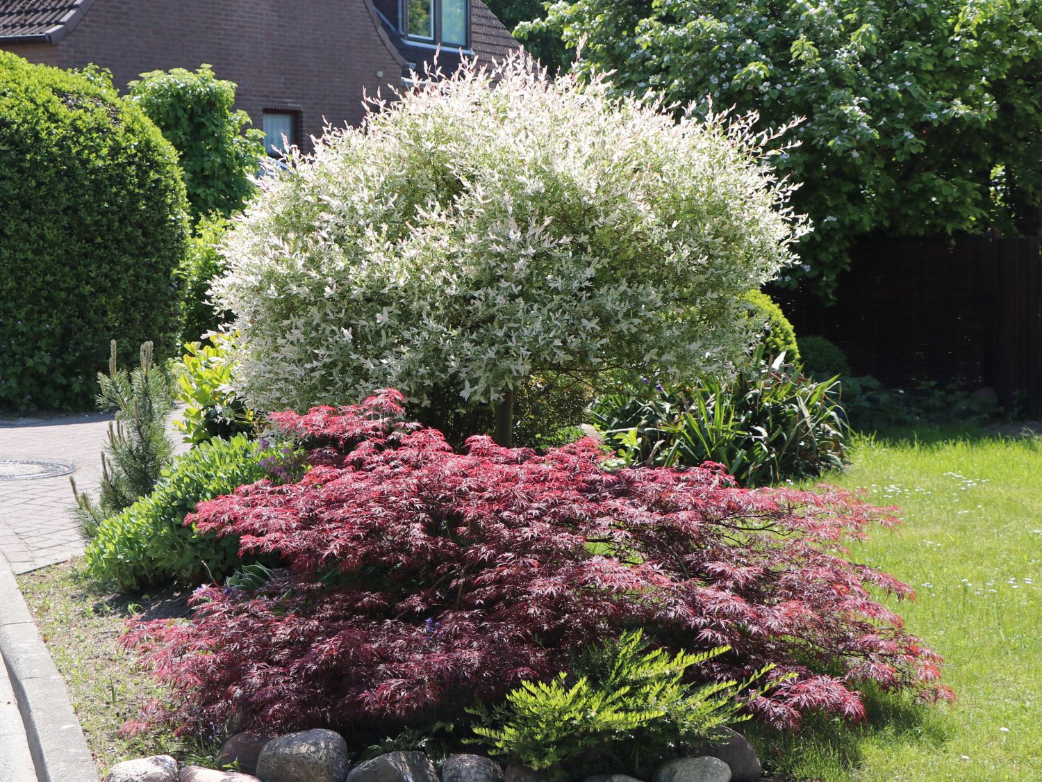 Harlekinweide / Zierweide 'Hakuro Nishiki' - Salix integra 'Hakuro ...