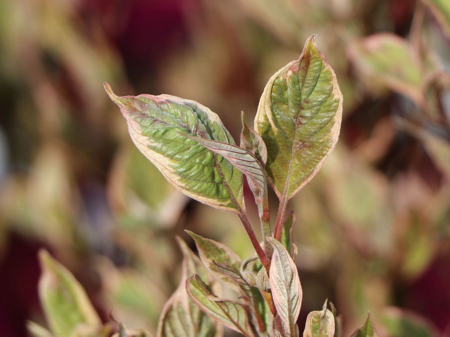 Hartriegel 'Miracle' - Cornus alba 'Miracle' - Baumschule Horstmann