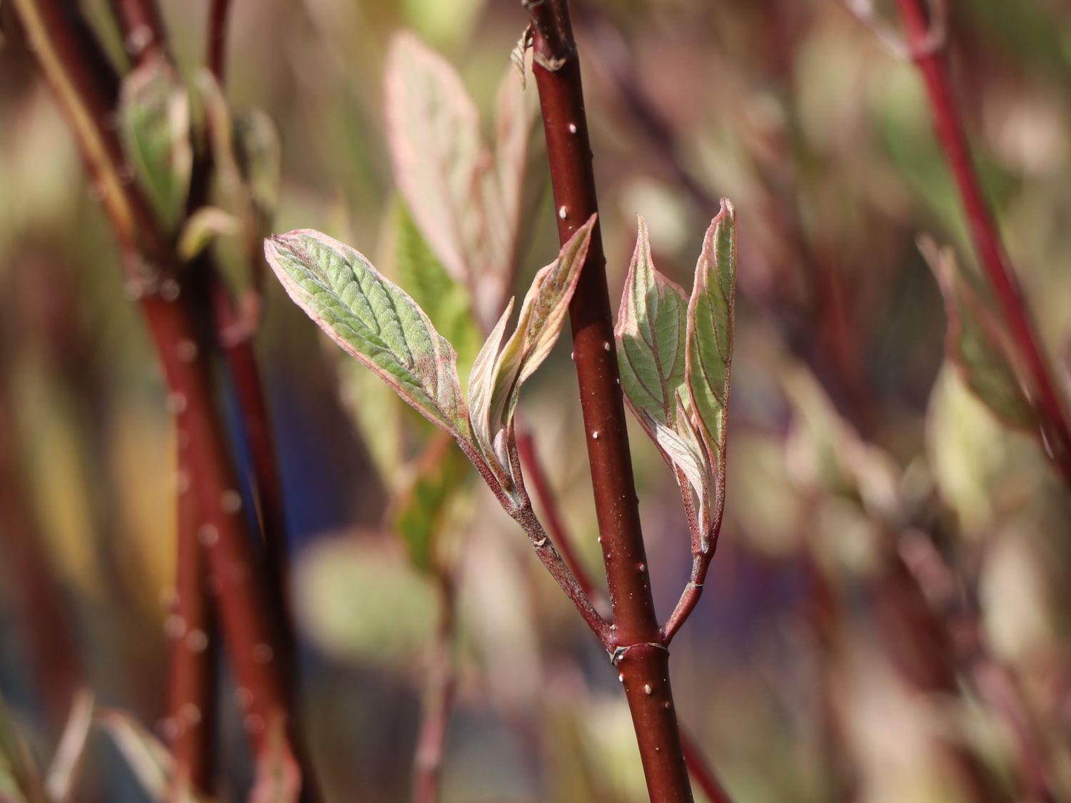 Hartriegel 'Miracle' - Cornus alba 'Miracle' - Baumschule Horstmann