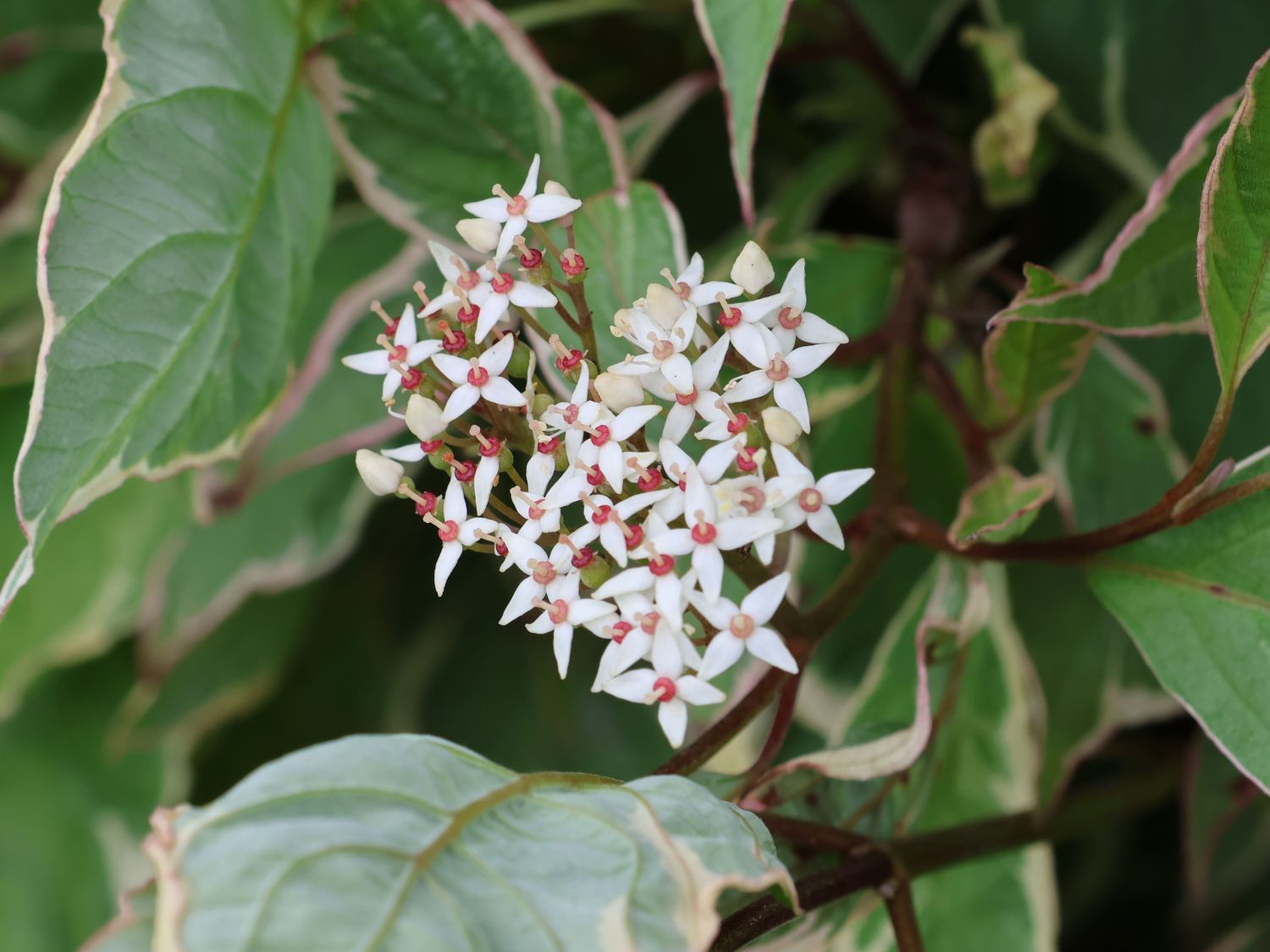Hartriegel 'Miracle' - Cornus alba 'Miracle' - Baumschule Horstmann