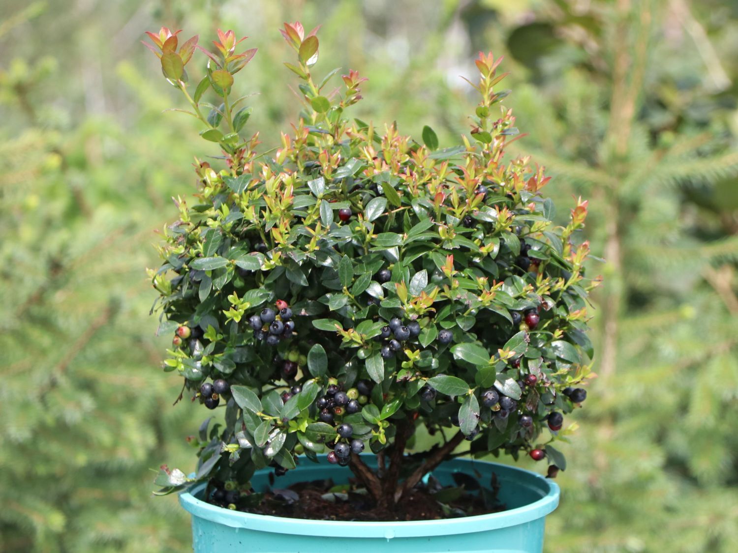 Heidelbeere BRAZEL BERRY ® 'Berrybux' ® - Vaccinium angustifolium ...
