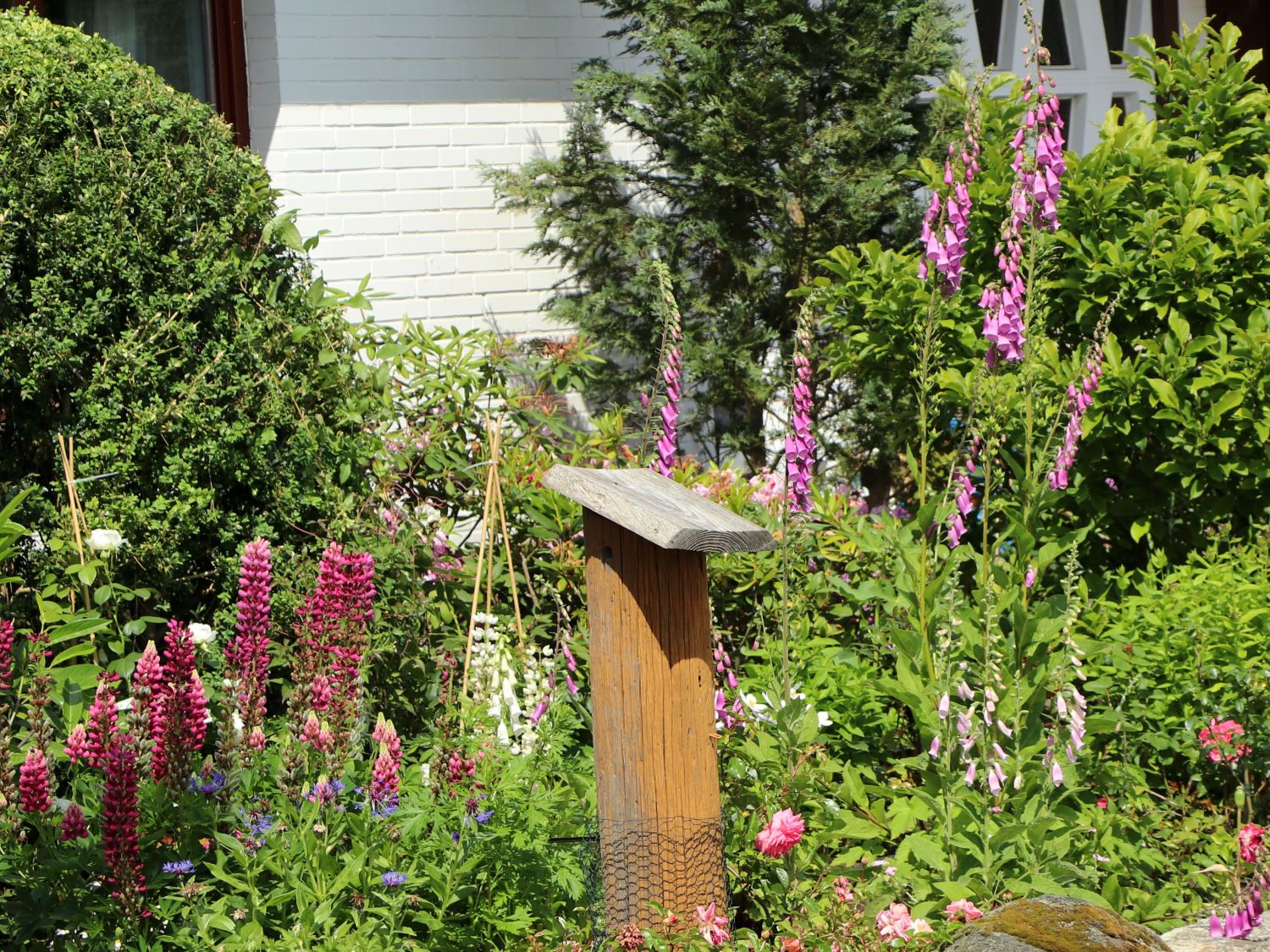Heimischer Fingerhut (Digitalis purpurea) für Deinen Garten!