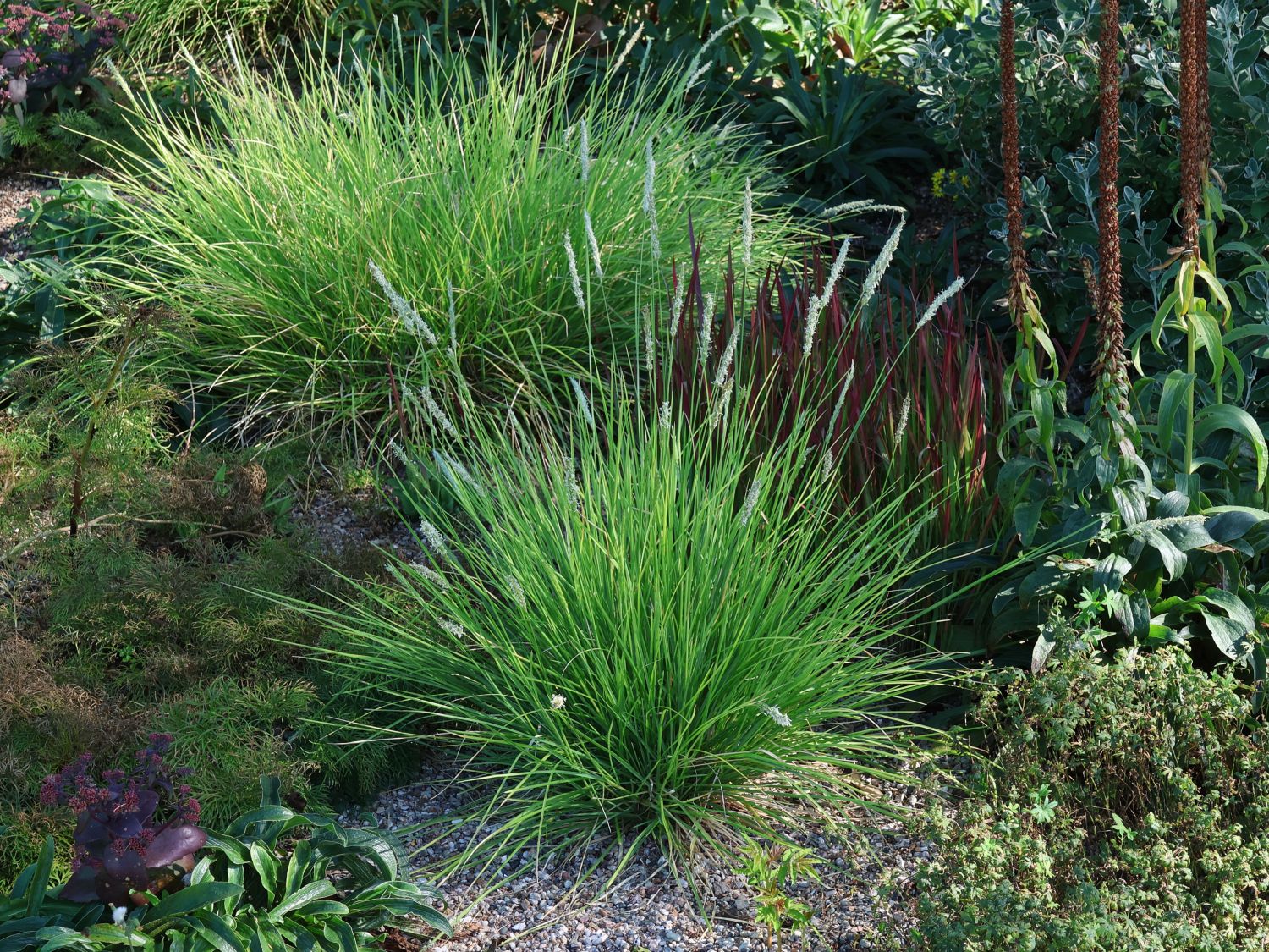 Herbst Blaugras (Sesleria autumnalis) für Deinen Garten!