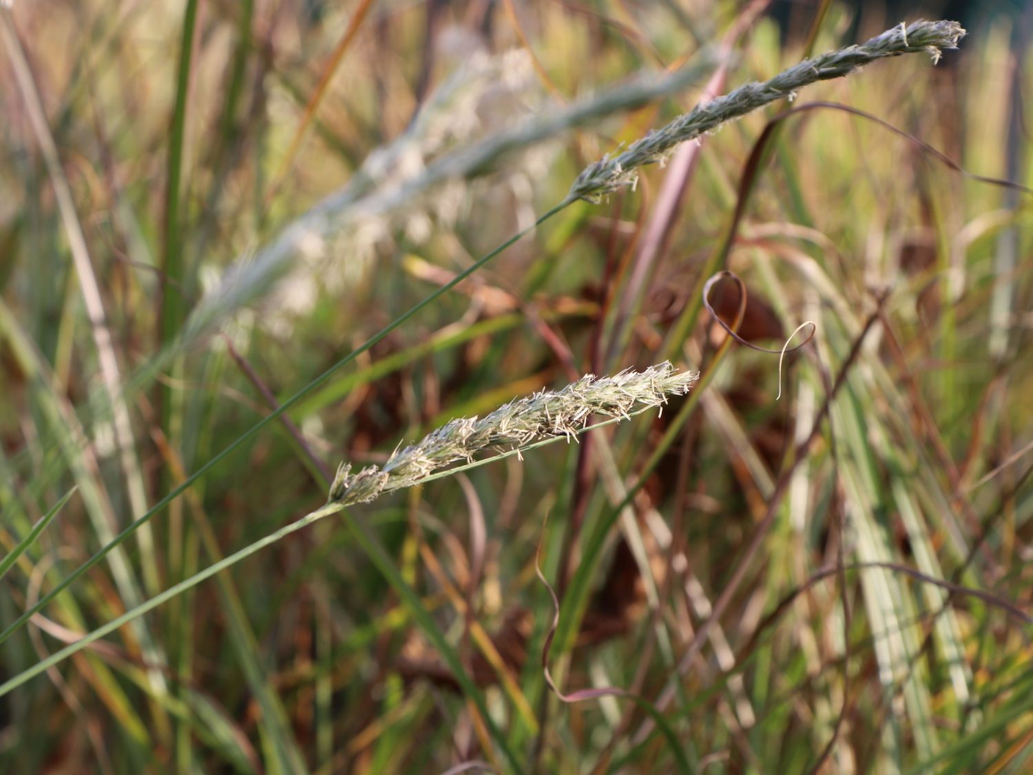 Herbst Blaugras (Sesleria autumnalis) für Deinen Garten!
