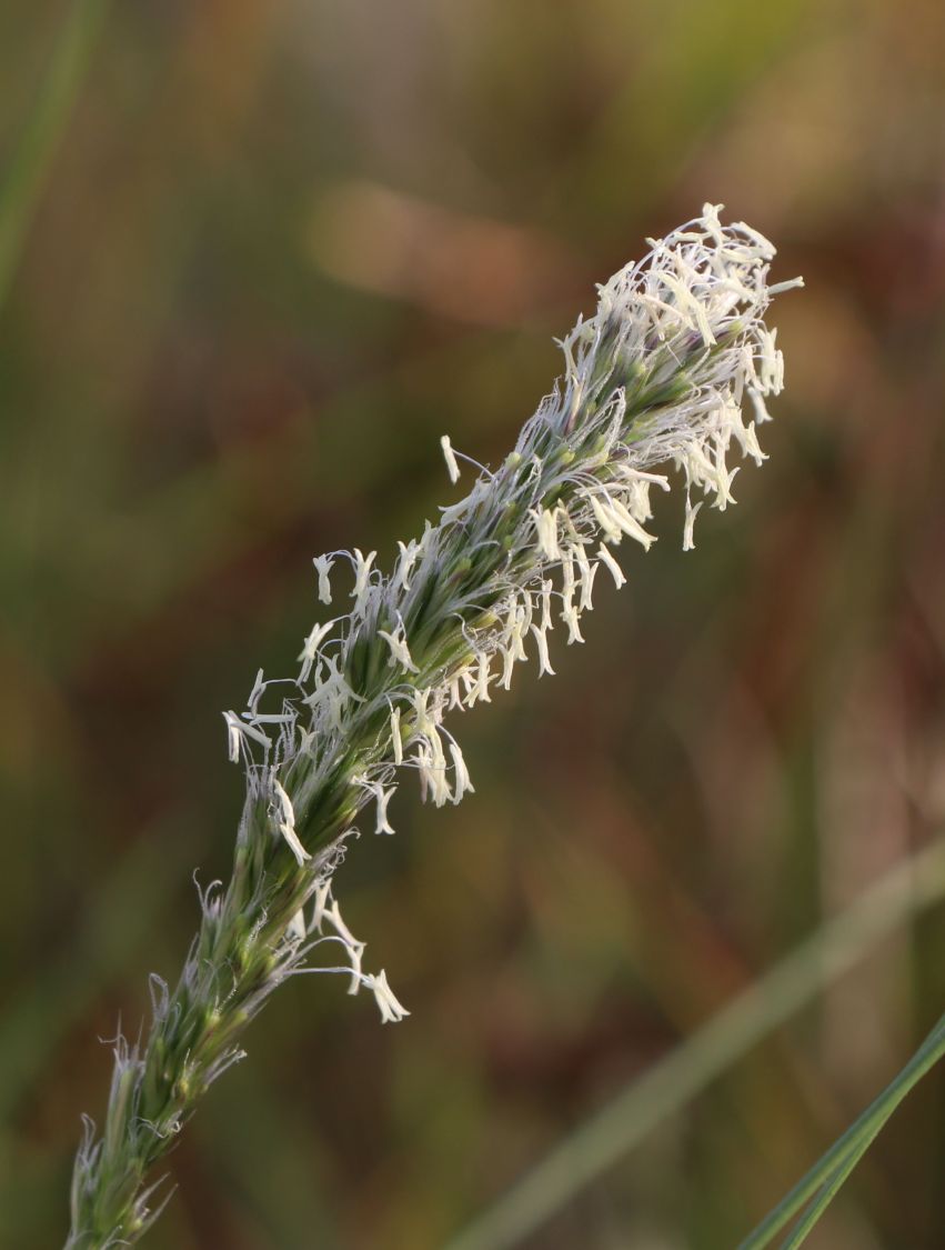 Herbst Blaugras (Sesleria autumnalis) für Deinen Garten!