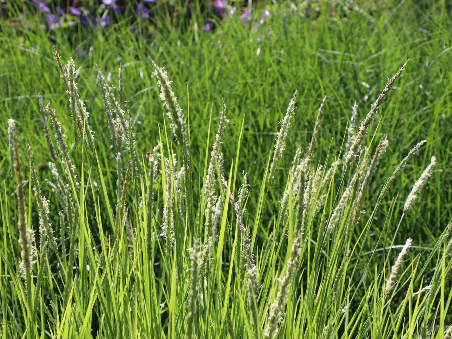 Herbst Blaugras (Sesleria autumnalis) für Deinen Garten!