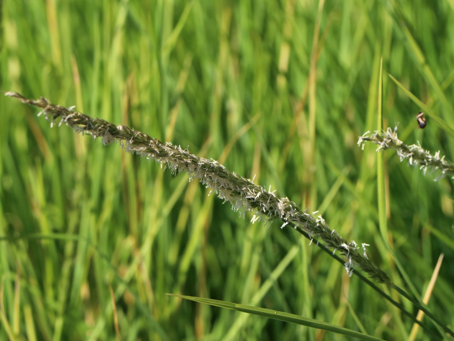 Herbst Blaugras (Sesleria autumnalis) für Deinen Garten!