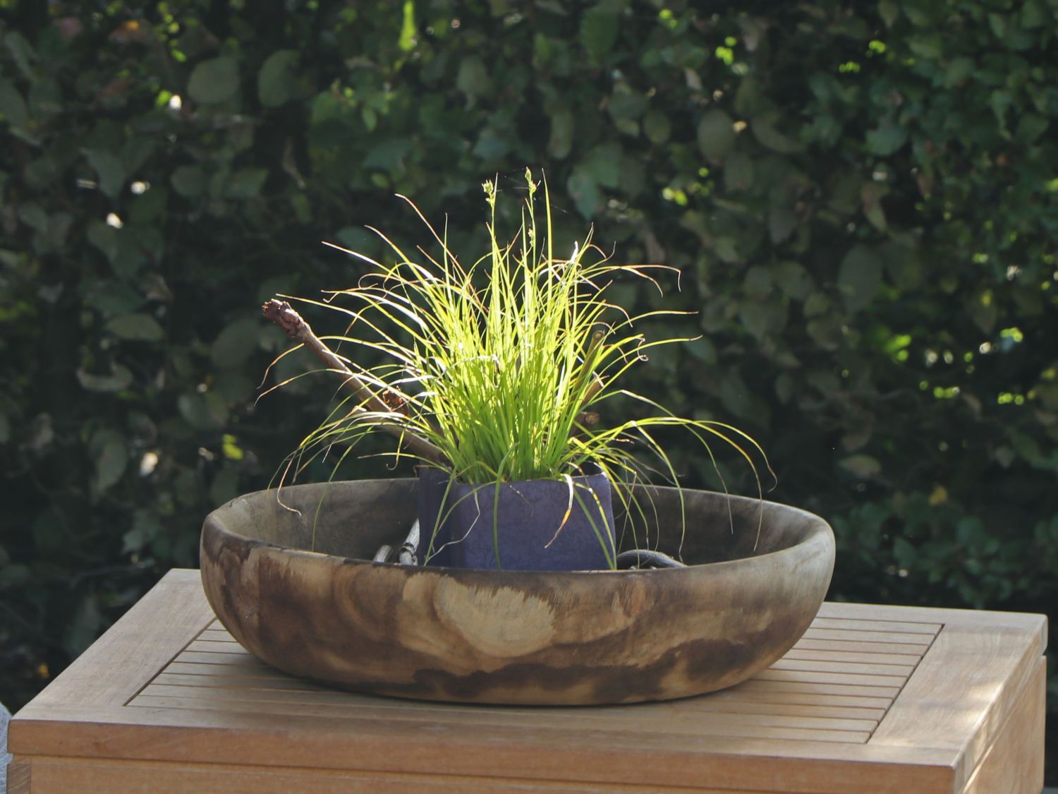 Herbst Blaugras (Sesleria autumnalis) für Deinen Garten!