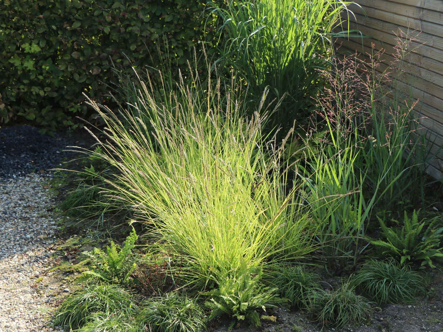 Herbst Blaugras (Sesleria autumnalis) für Deinen Garten!