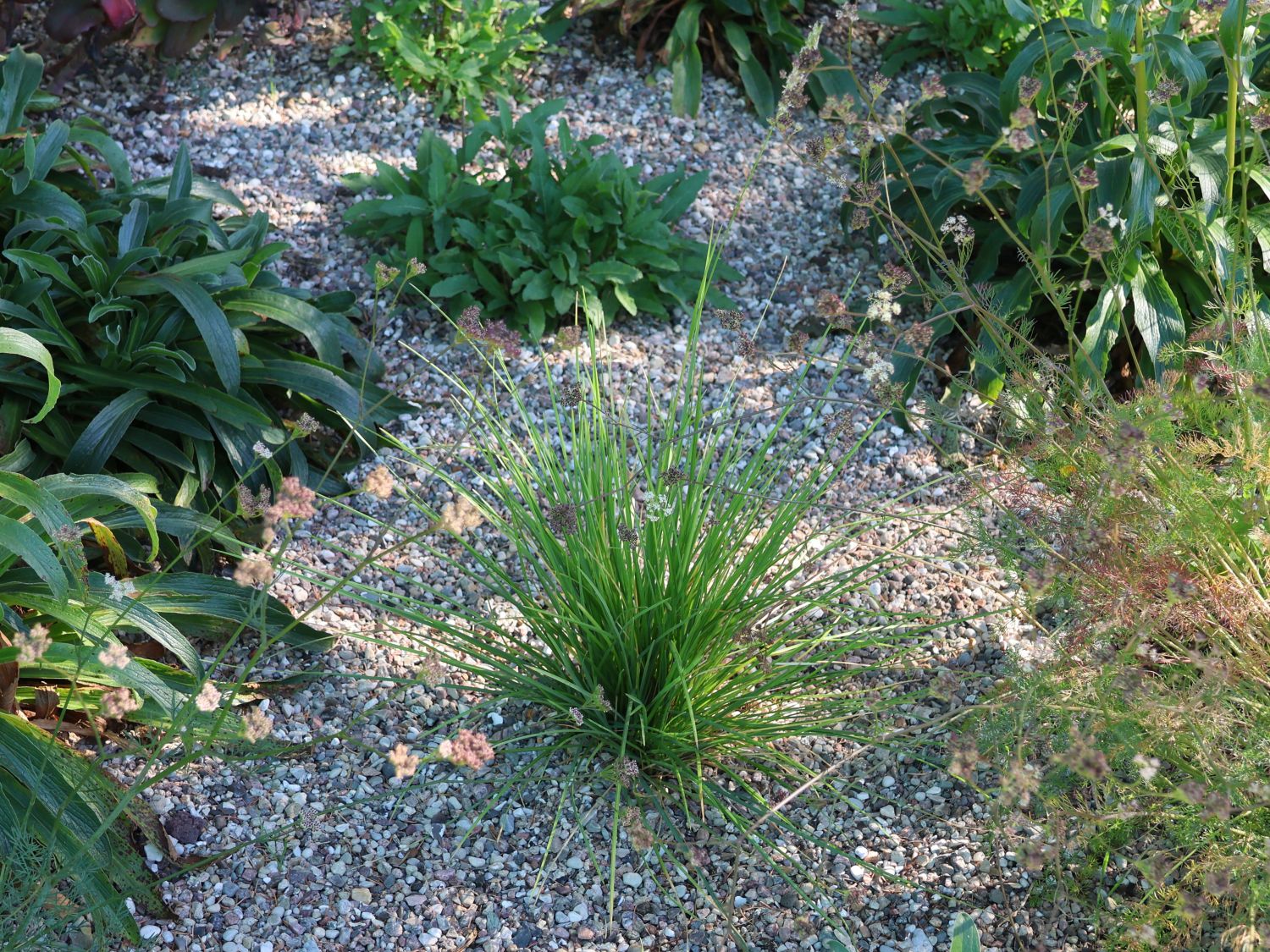Herbst Blaugras (Sesleria autumnalis) für Deinen Garten!