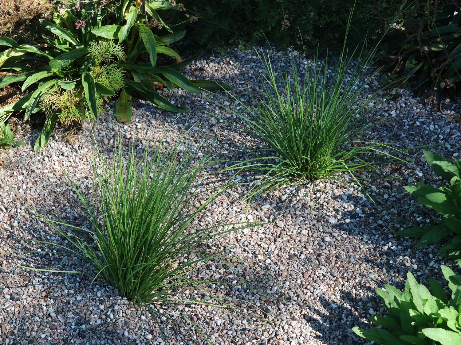 Herbst Blaugras (Sesleria autumnalis) für Deinen Garten!