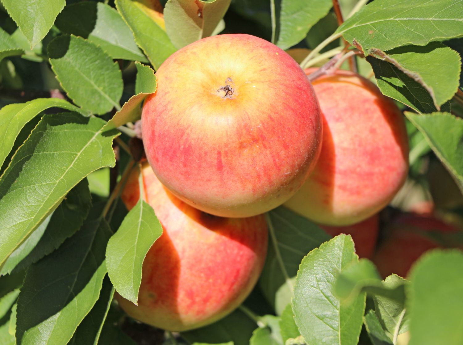 Herbstapfel 'Rebella' ® - Malus 'Rebella' ® - Baumschule Horstmann