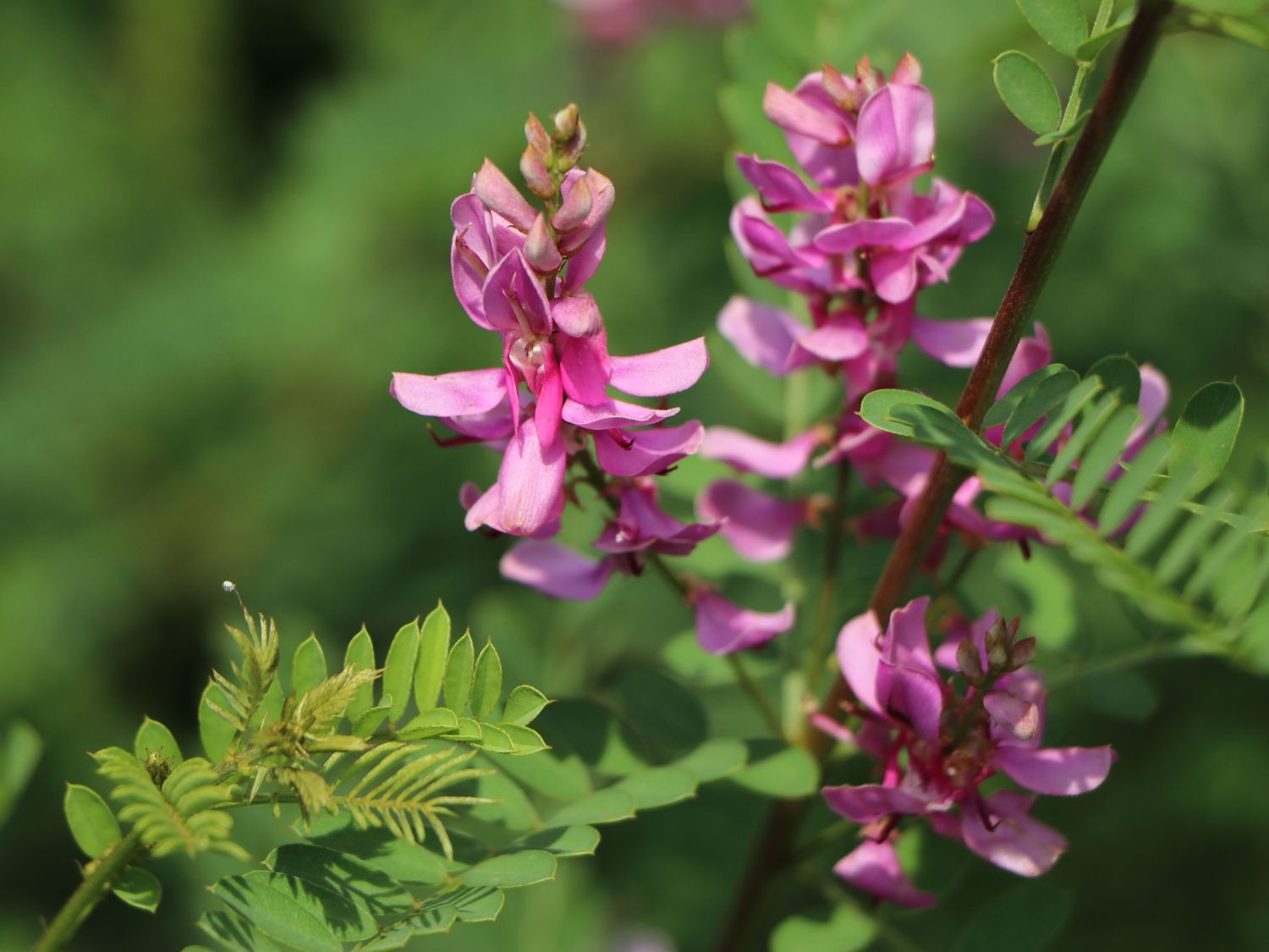Himalaya-Indigostrauch - Indigofera heterantha - Baumschule Horstmann