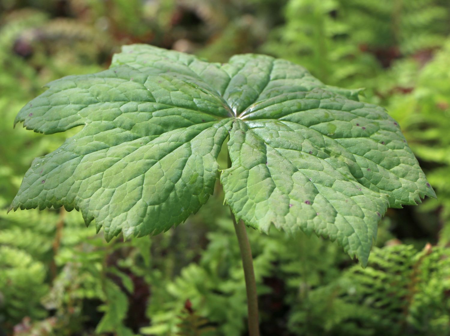 Himalaya-Maiapfel 'Majus' - Expertenwissen zu dieser Staude