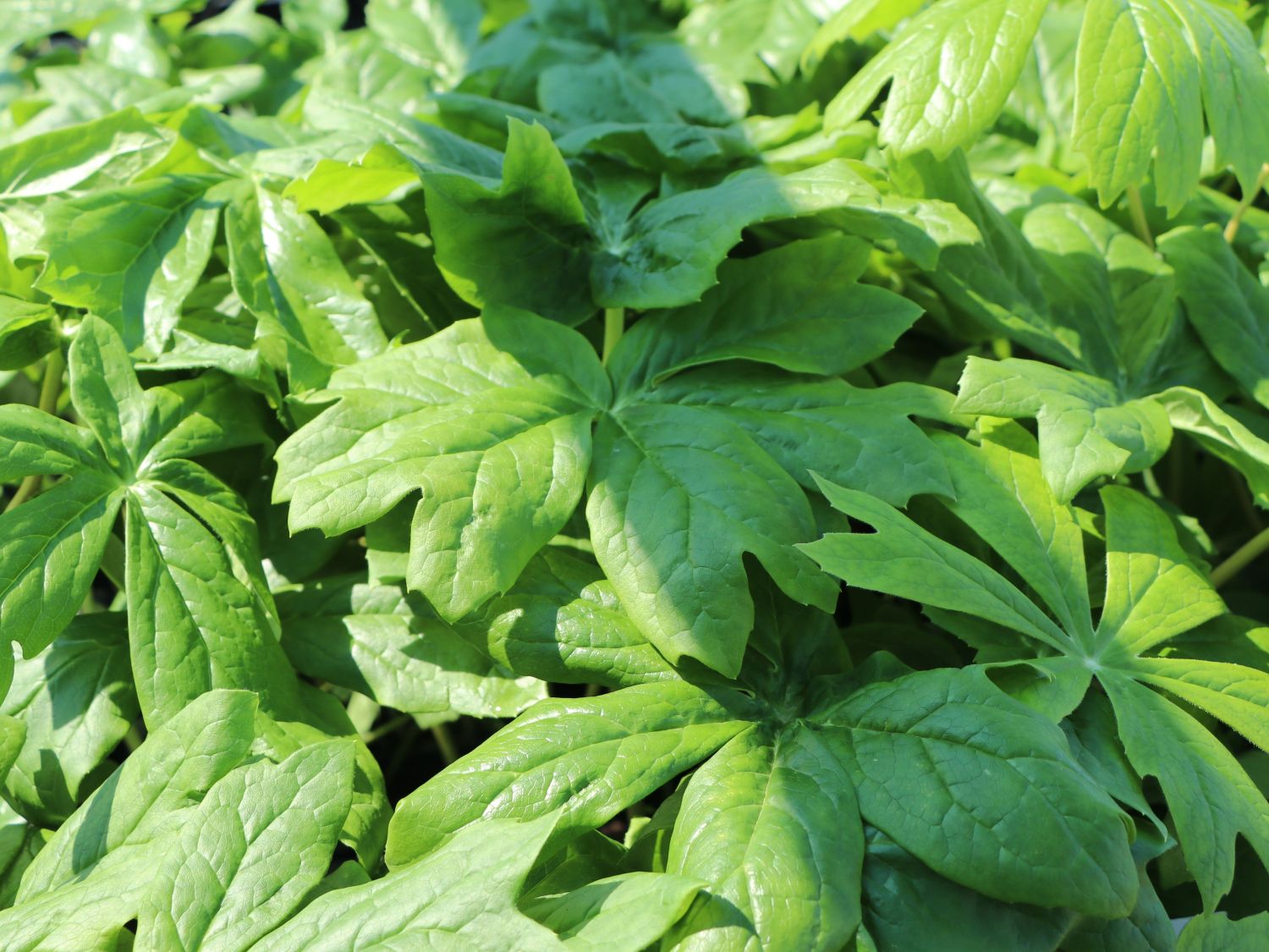 Himalaya-Maiapfel 'Majus' - Expertenwissen zu dieser Staude