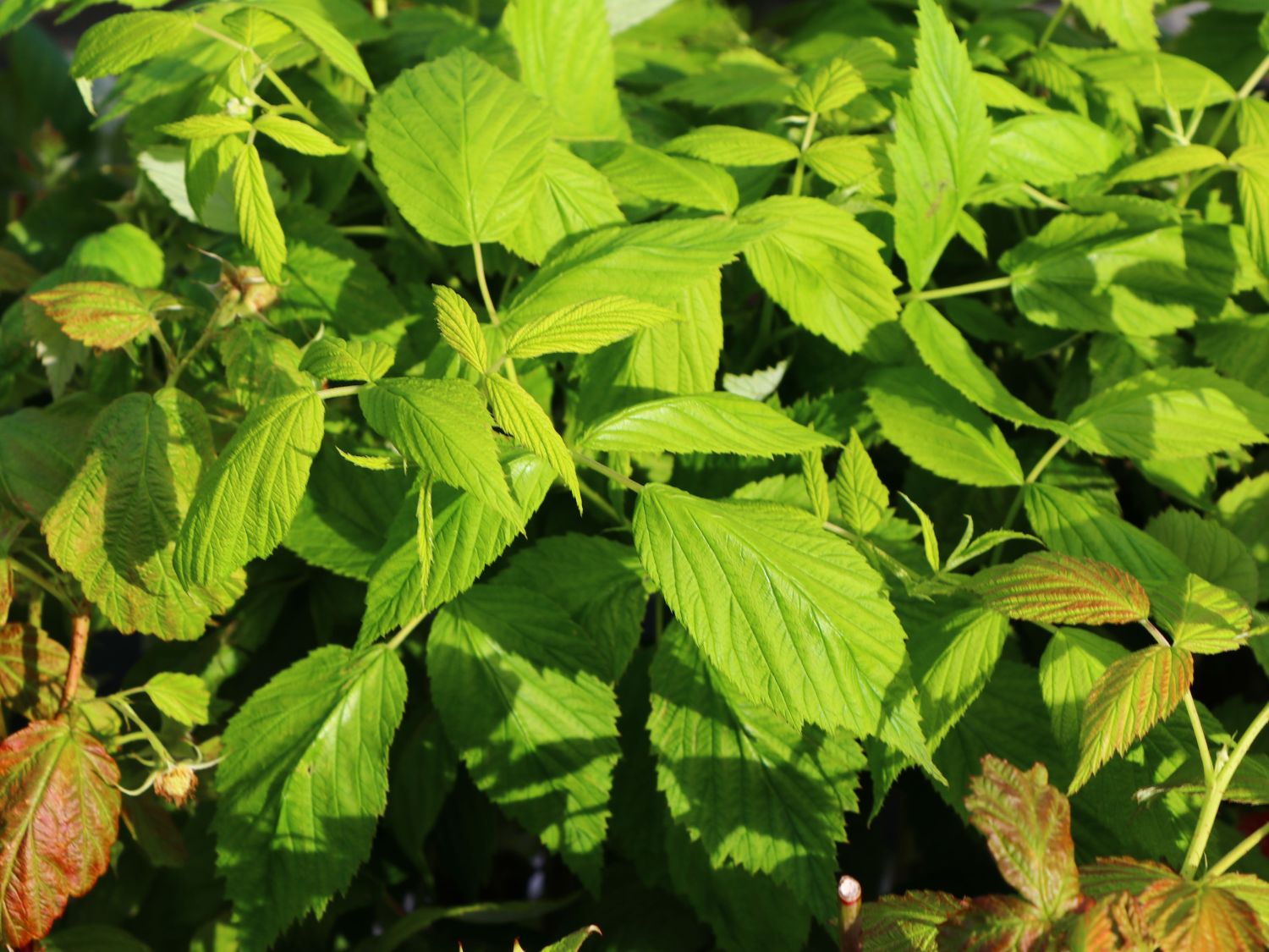 Himbeere 'Polka' ® - Rubus idaeus 'Polka' ® - Baumschule Horstmann