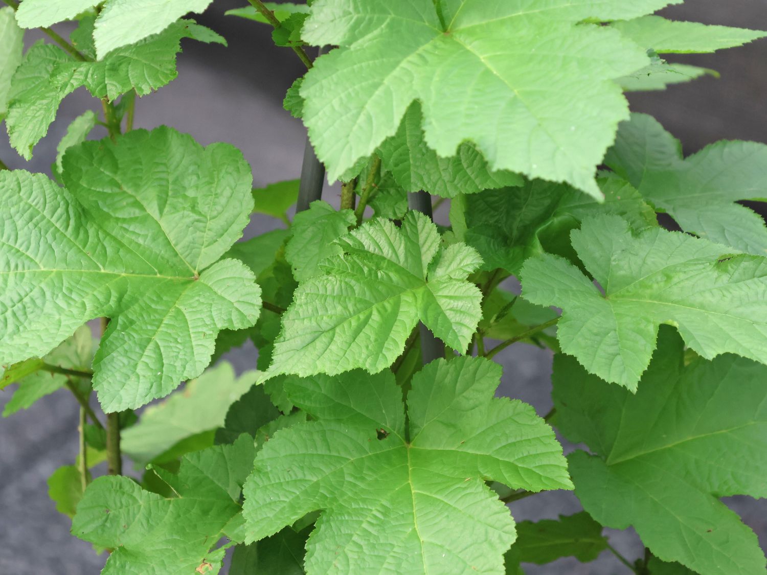 Himbeere 'Raspbeary' ® - Rubus idaeus 'Raspbeary' ® - Baumschule Horstmann