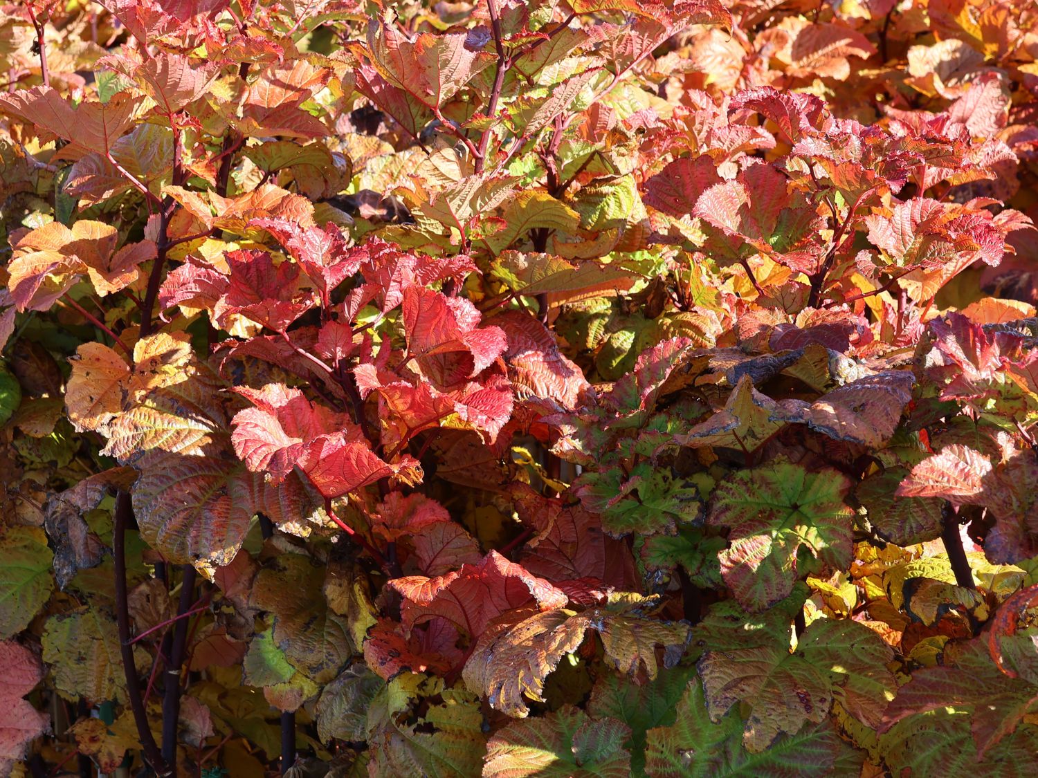 Himbeere 'Raspbeary' ® - Rubus idaeus 'Raspbeary' ® - Baumschule Horstmann