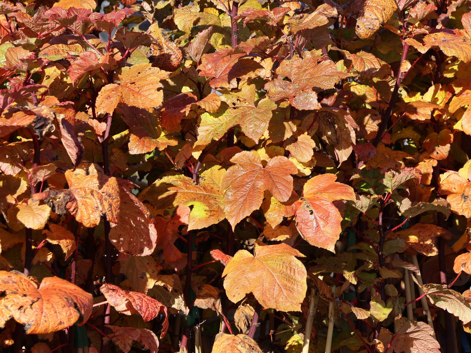 Himbeere 'Raspbeary' ® - Rubus idaeus 'Raspbeary' ® - Baumschule Horstmann