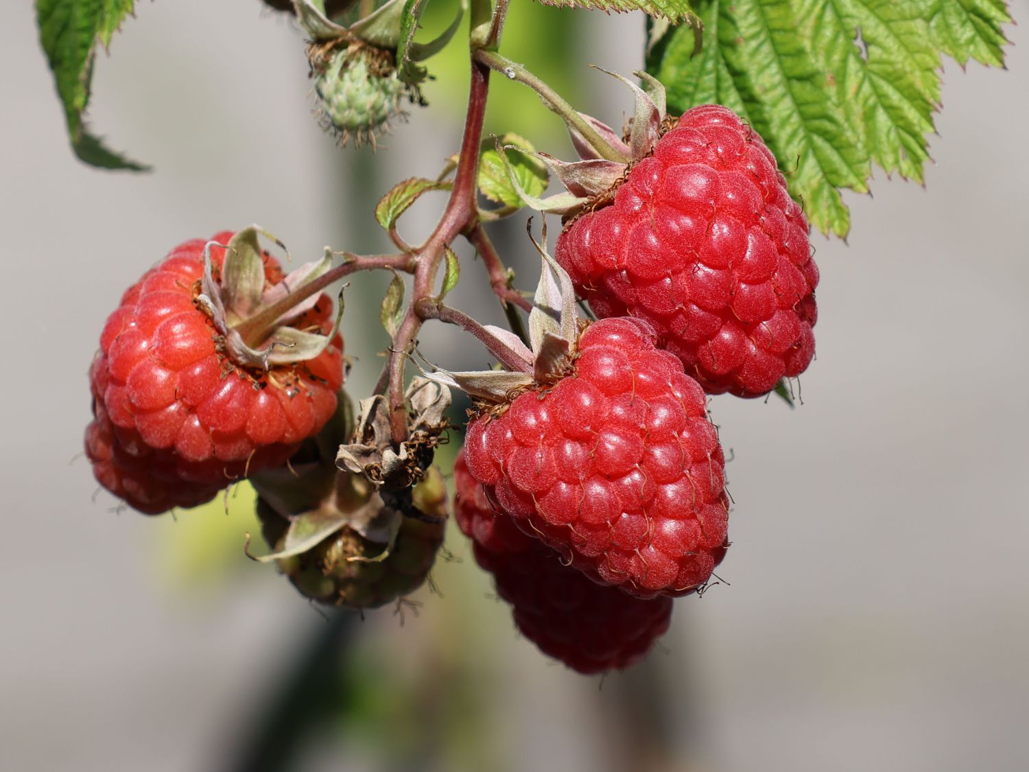 Himbeere 'Twotimer ® Sugana ®' - Rubus idaeus 'Twotimer ® Sugana ...