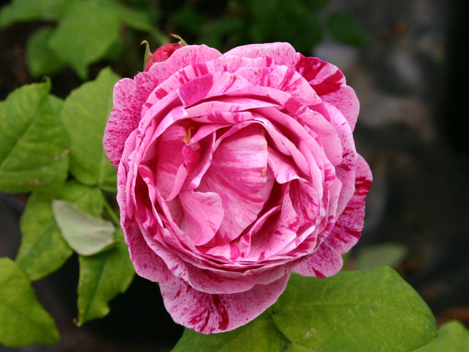Historische Rose 'Versicolor' - Expertenwissen zu dieser Rose