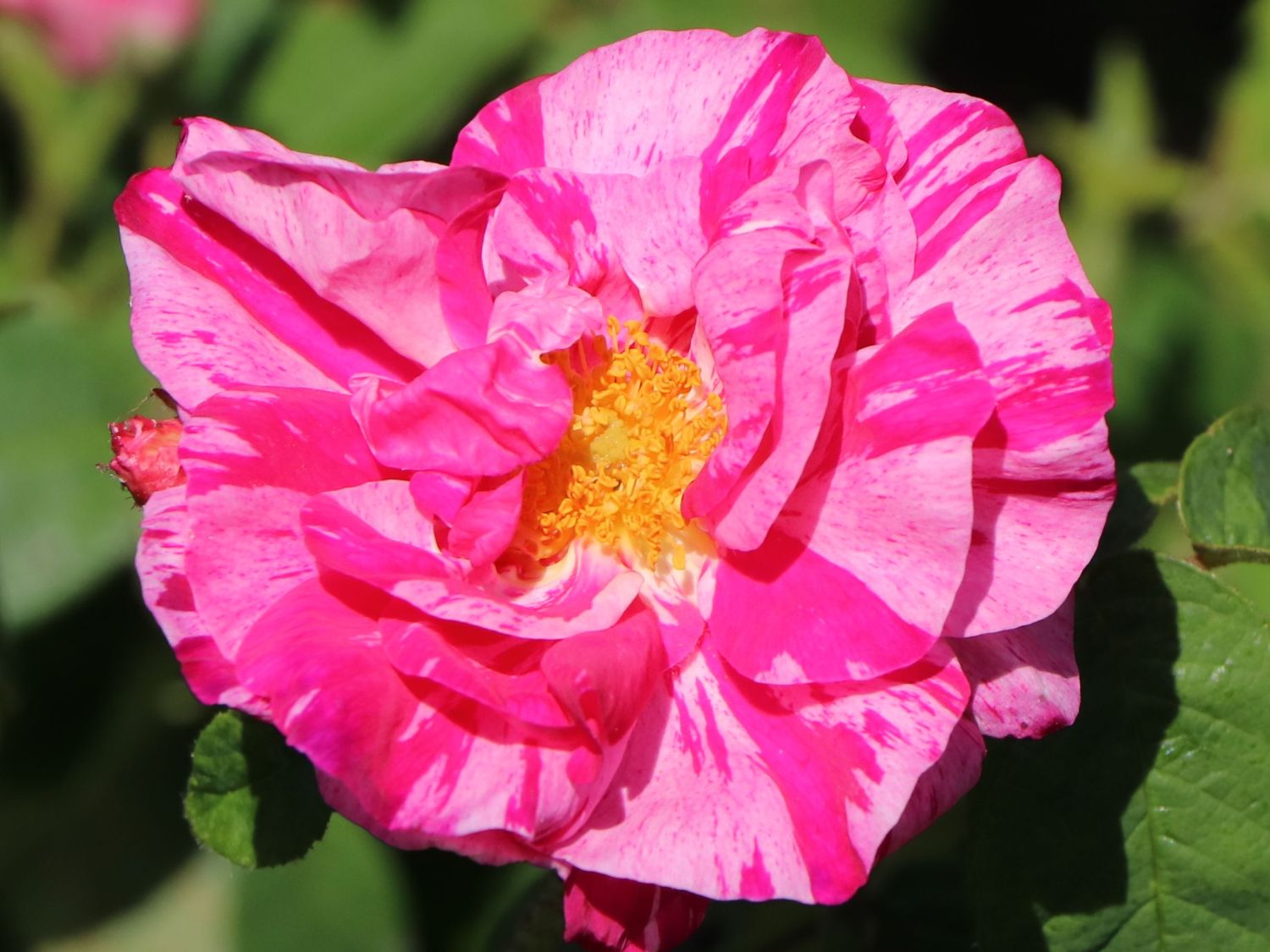 Historische Rose 'Versicolor' - Schönste Rosen & Expertenwissen