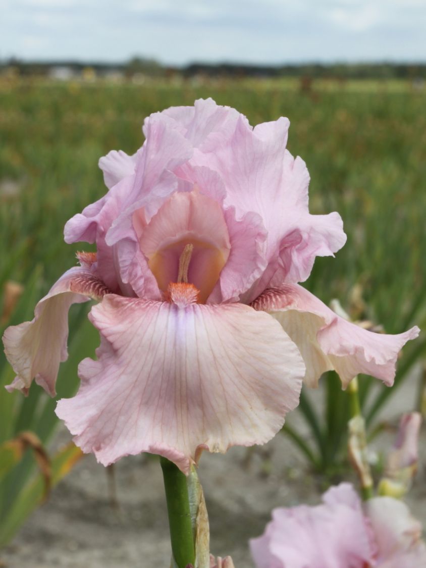 Hohe Bart-Schwertlilie 'Blushing Pink' - bestes Stauden-Wissen